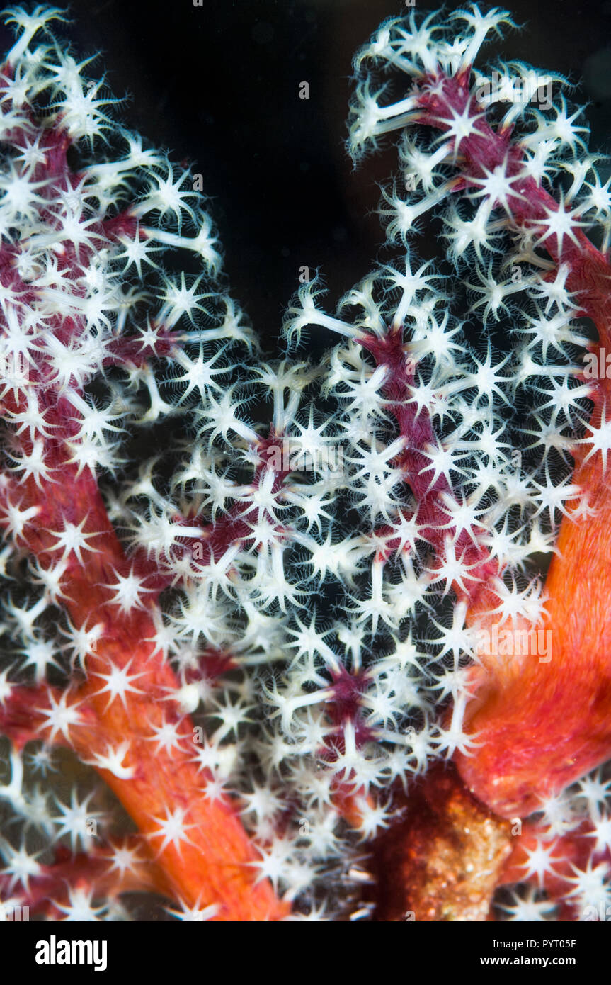 Polyps on gorgonian fan coral. West Papua, Indonesia Stock Photo - Alamy