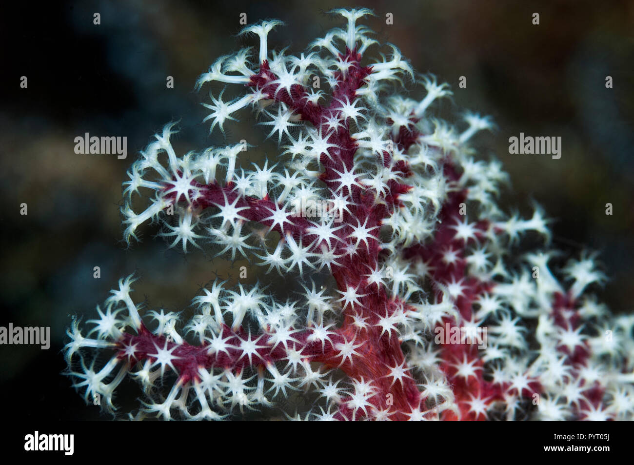 Polyps on gorgonian fan coral. West Papua, Indonesia Stock Photo - Alamy