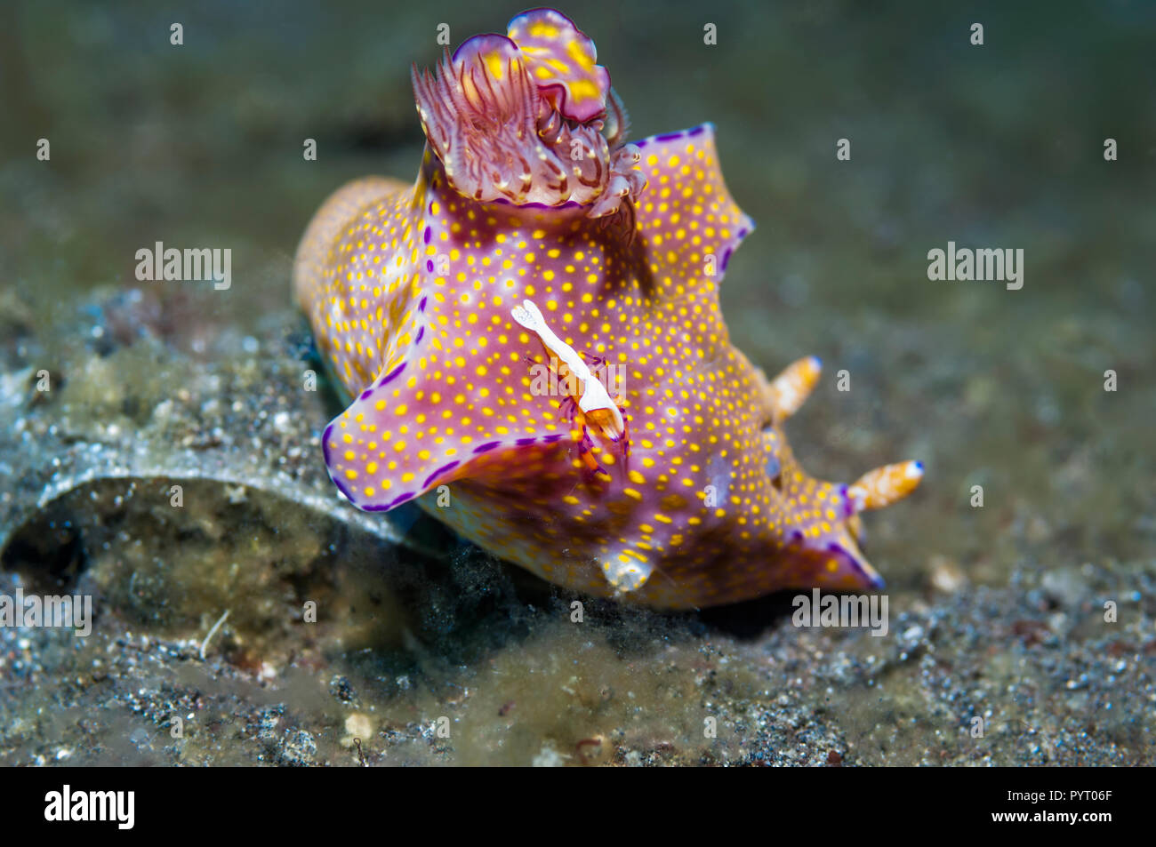 Nudibranch - Ceratosoma sp 3. Family Chromodorididae, genus Ceratosoma ...
