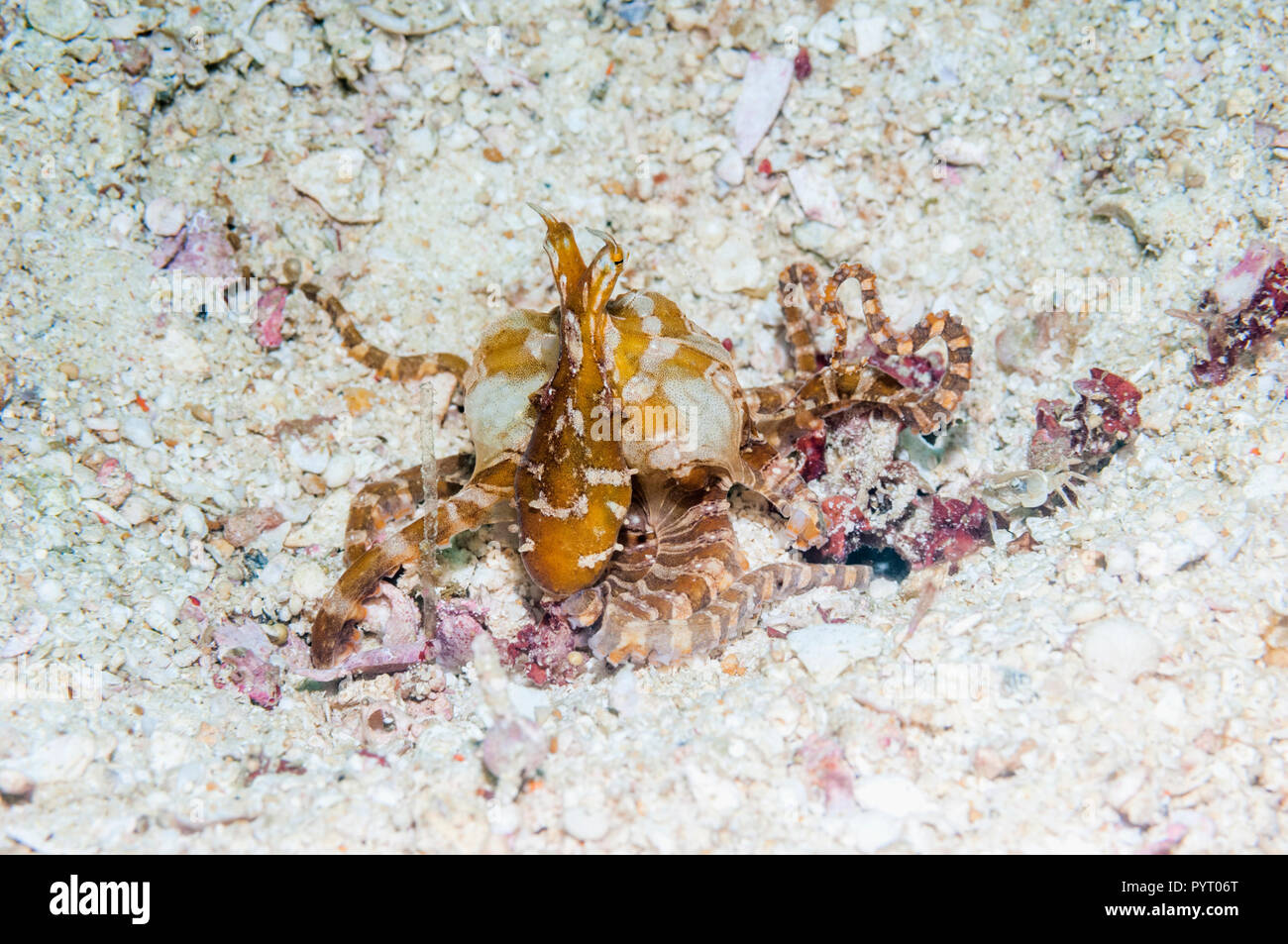 Wonderpus (Wunderpus photogenicus) carrying eggs. West Papua, Indonesia ...