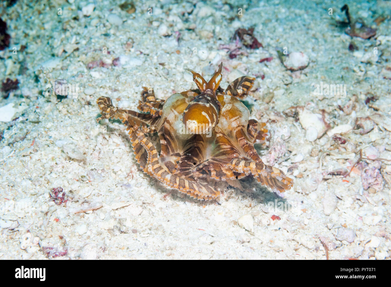 Wonderpus (Wunderpus photogenicus) carrying eggs. West Papua, Indonesia ...