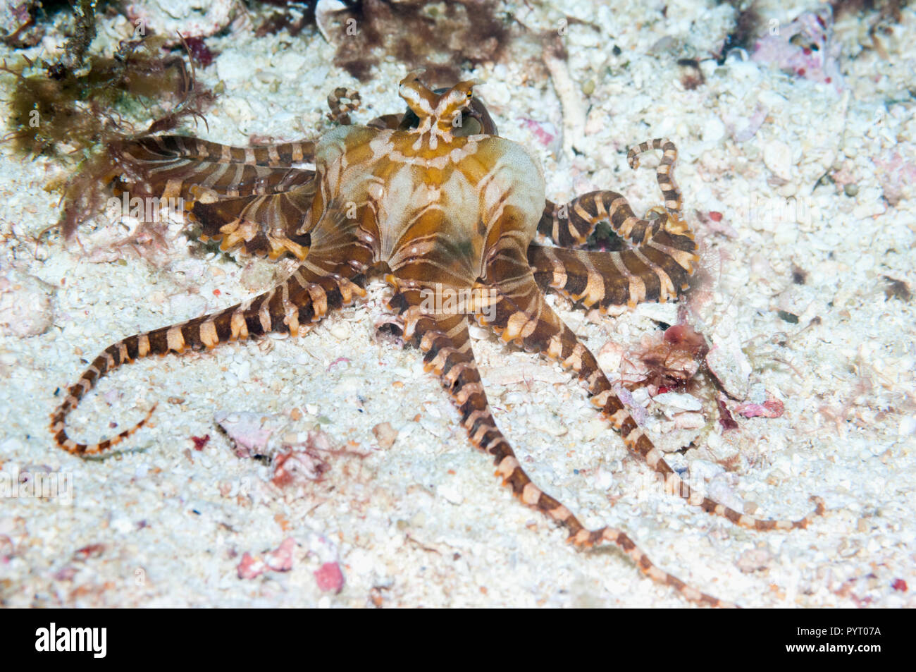 Wonderpus (Wunderpus photogenicus) carrying eggs. West Papua, Indonesia ...