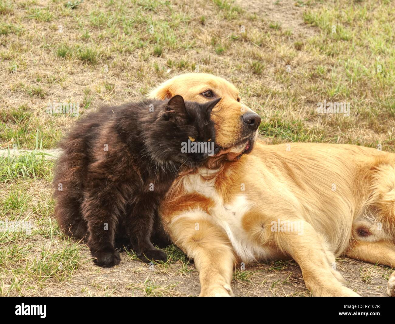 Golden dog play with black cat in the green grass. Friends play and ...