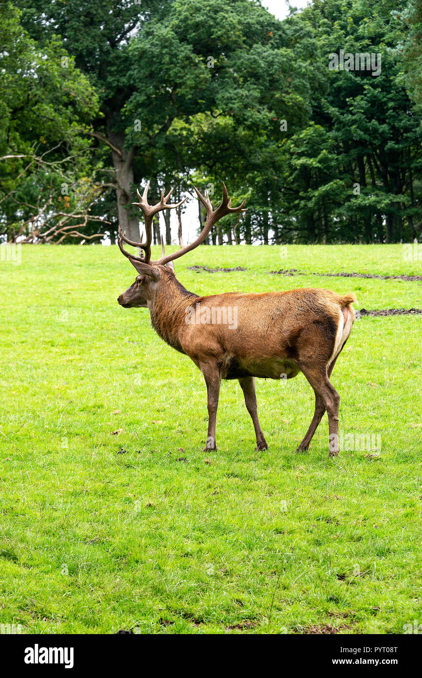 Stag animal hi-res stock photography and images - Alamy