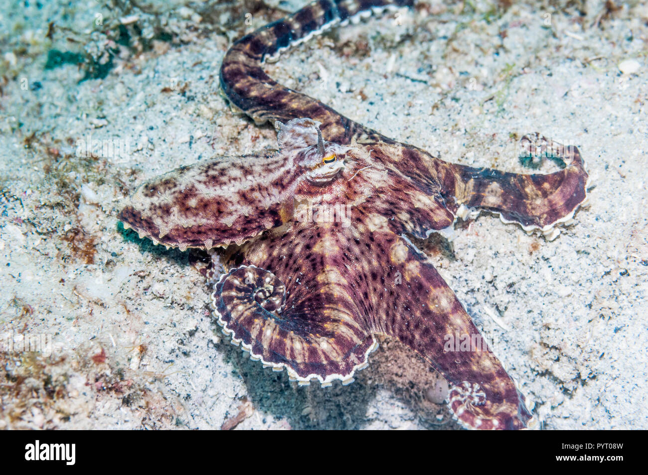 Long-armed octopus. Puerto Galera, Philippines Stock Photo - Alamy