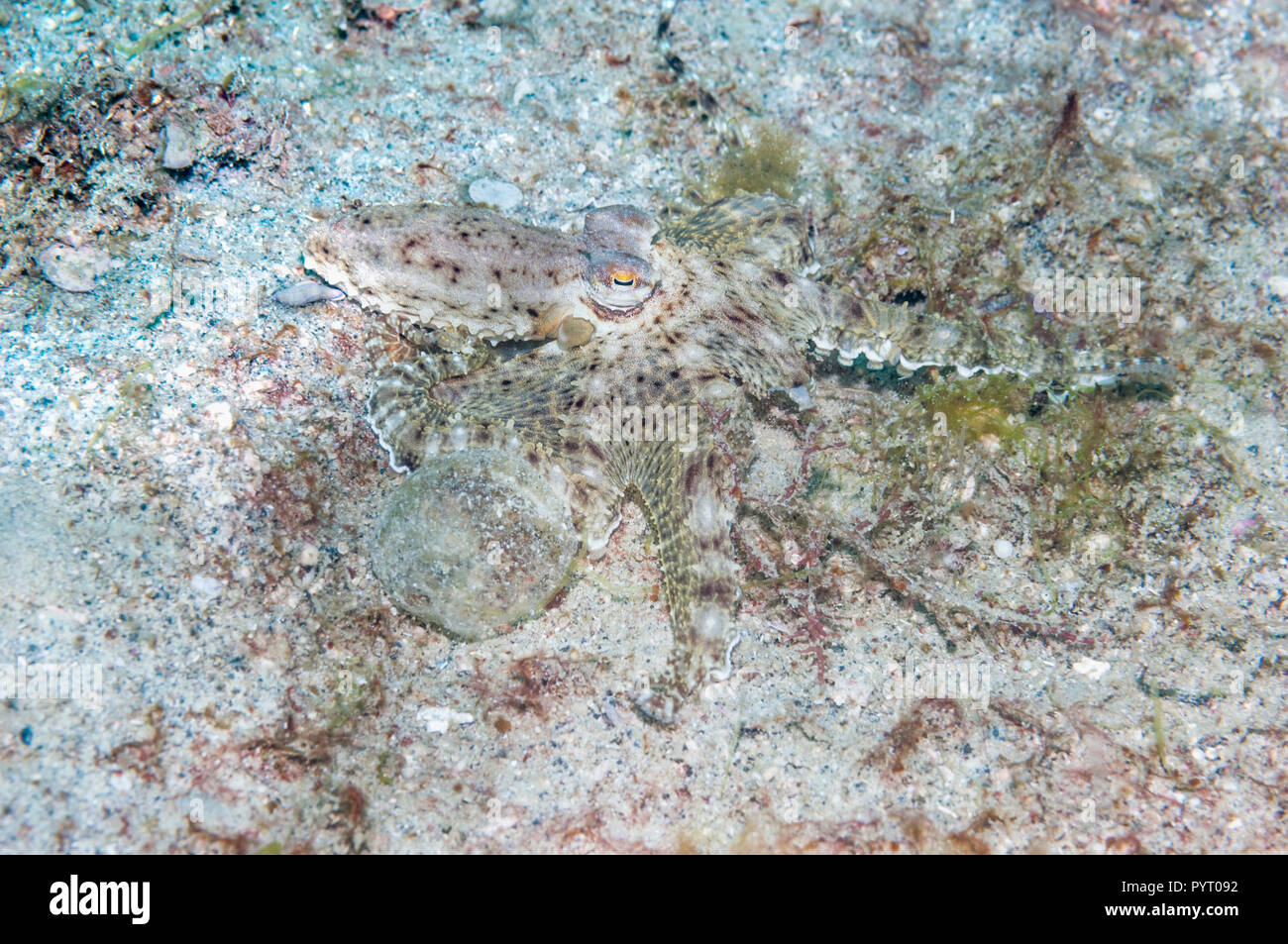 Long-armed octopus. Puerto Galera, Philippines Stock Photo - Alamy