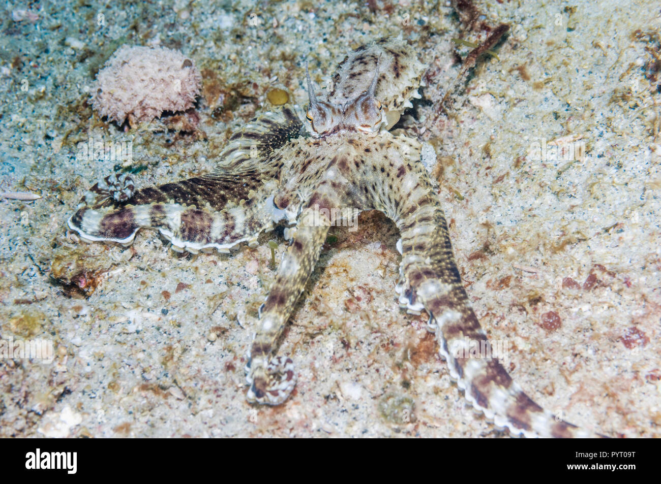 Long-armed octopus. Puerto Galera, Philippines Stock Photo - Alamy