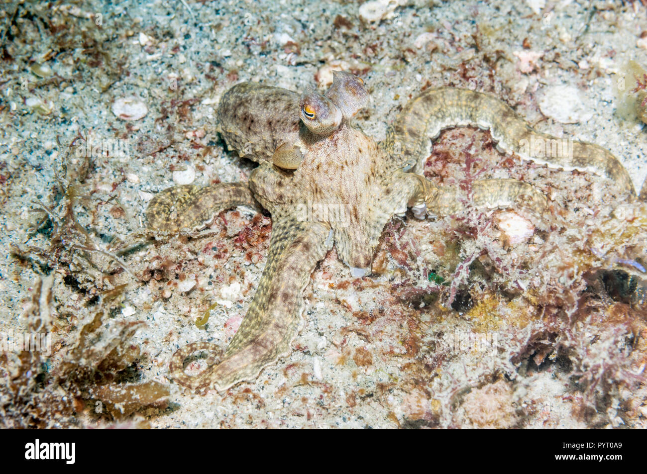 Long-armed octopus. Puerto Galera, Philippines Stock Photo - Alamy