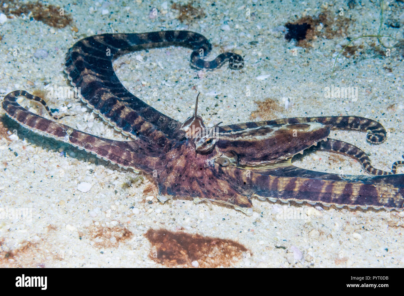Wonderpus [Wunderpus photogenicus]. Puerto Galera, Philippines Stock ...