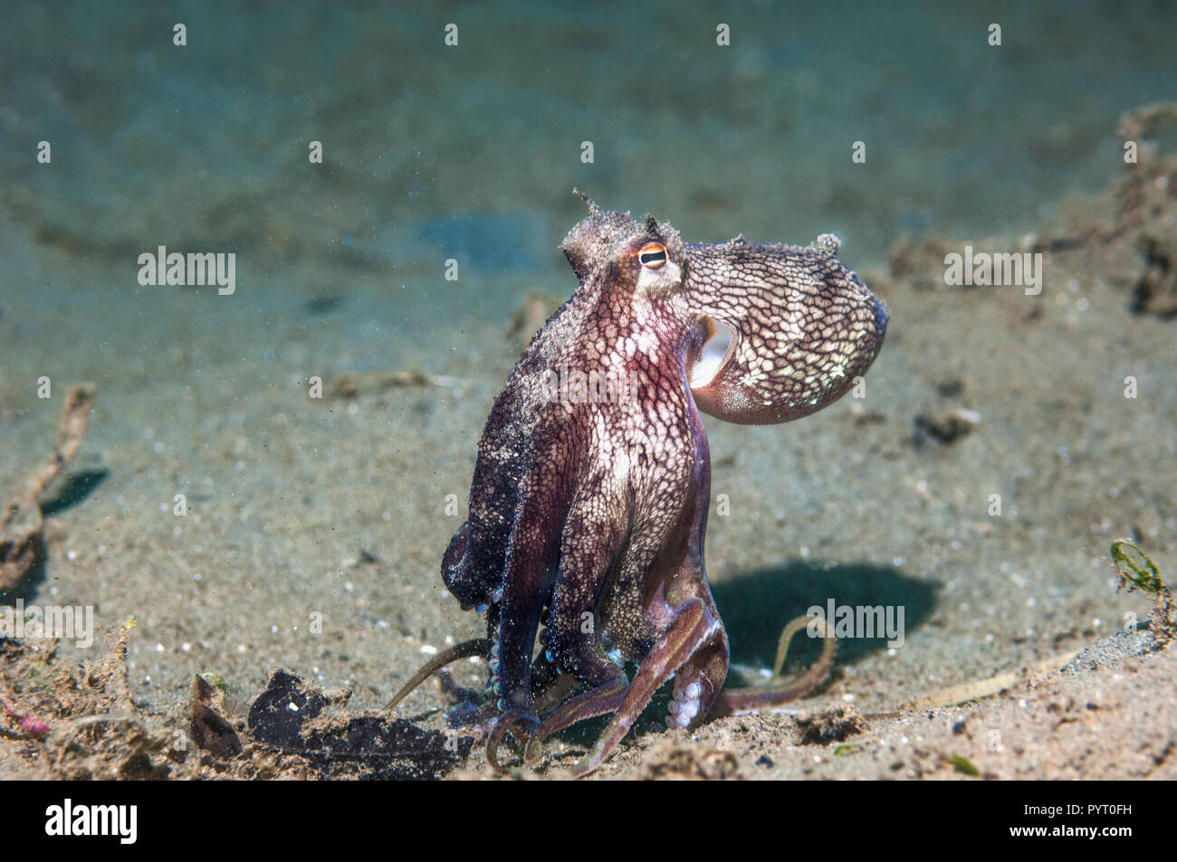 Veined or Coconut octopus [Amphioctopus marginatus]. Ambon, Indonesia ...