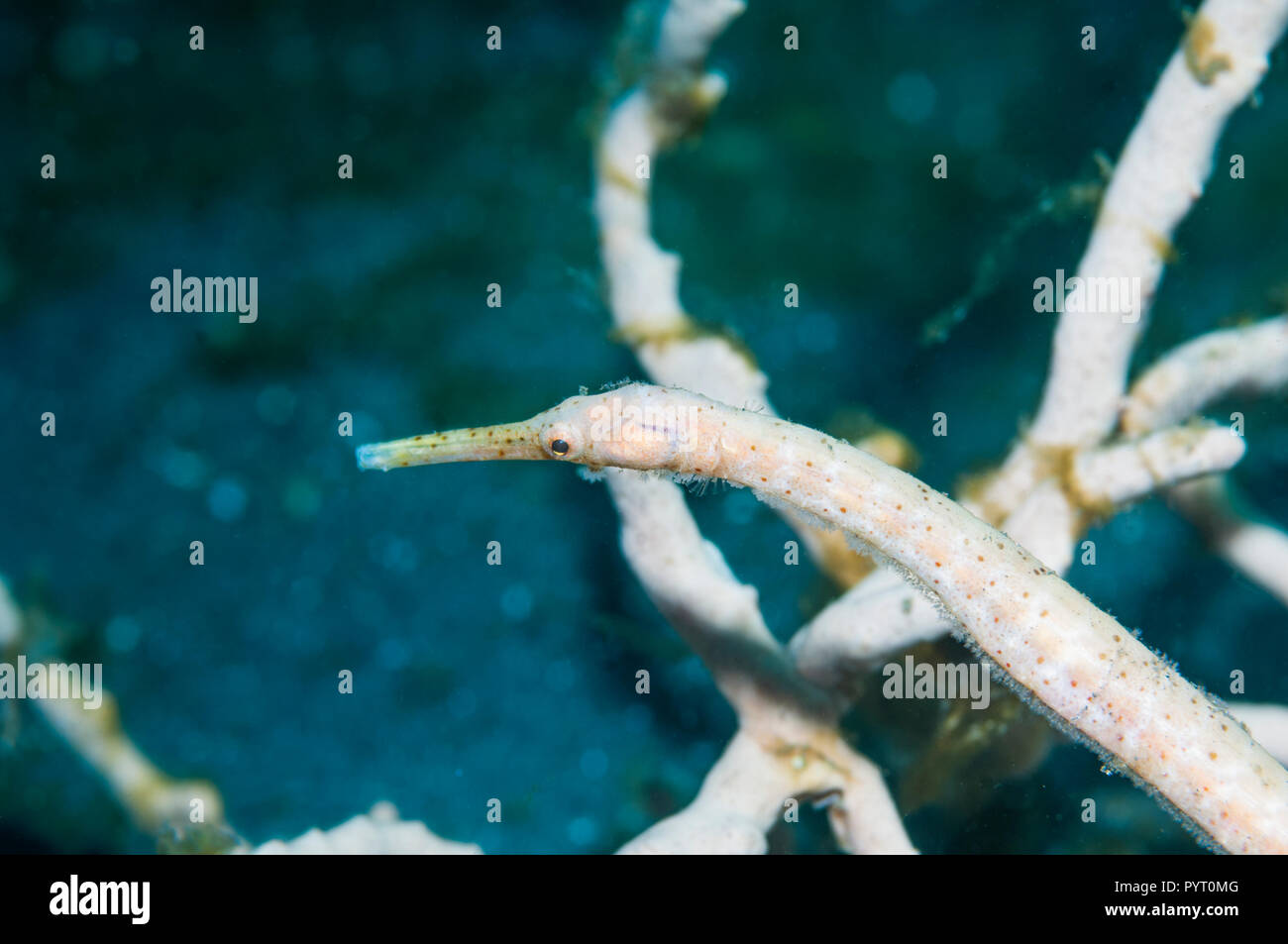 Long head pipefish hi-res stock photography and images - Alamy