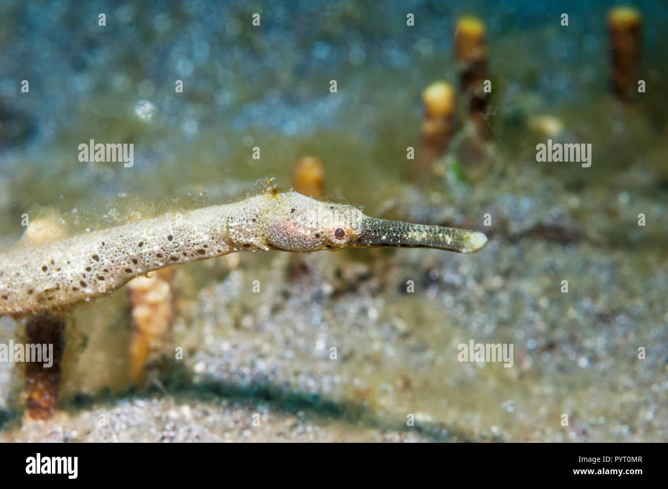 Long head pipefish hi-res stock photography and images - Alamy