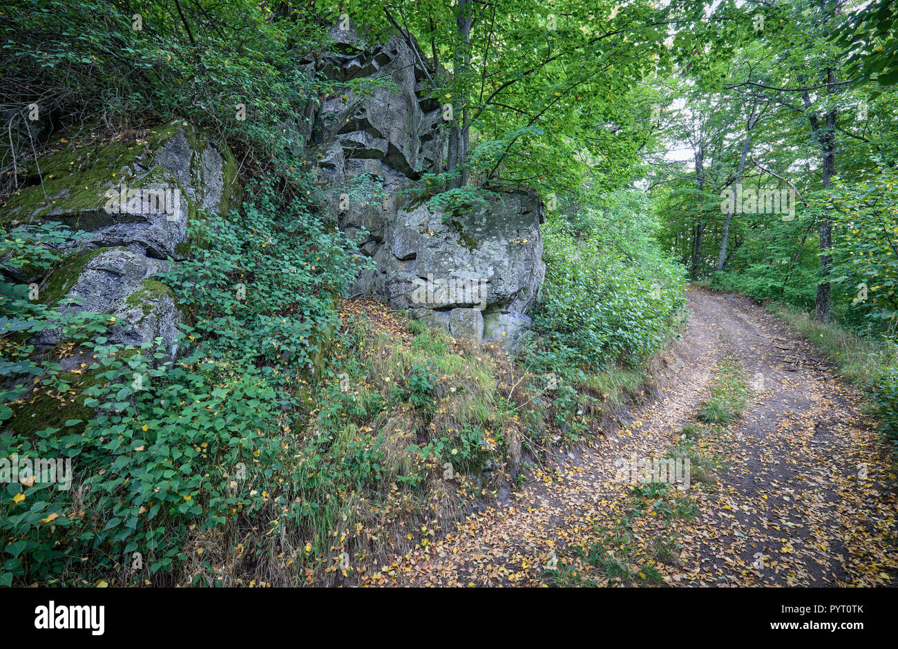 Slovakia forest hi-res stock photography and images - Alamy