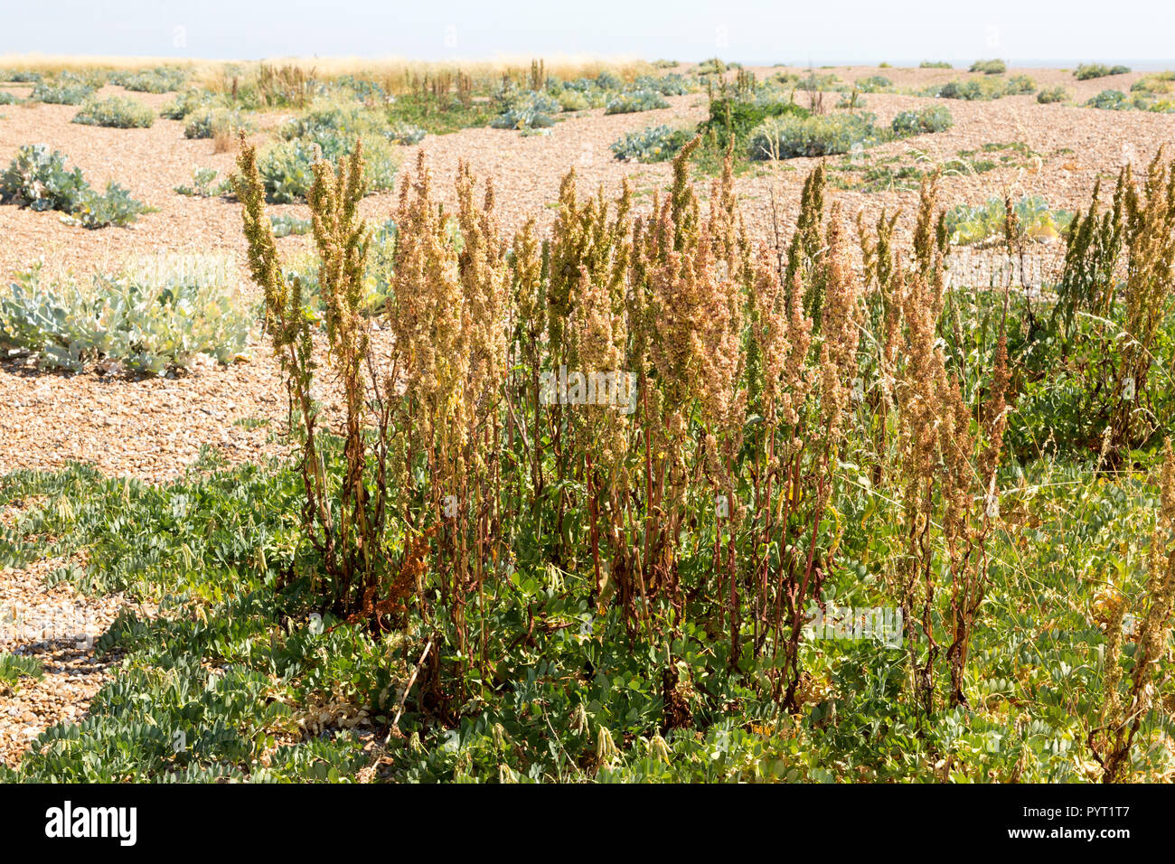 Dock plant hi-res stock photography and images - Alamy