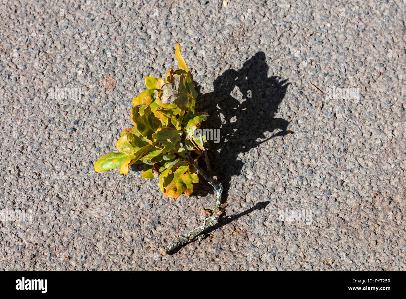 Fallen oak branch hi-res stock photography and images - Alamy