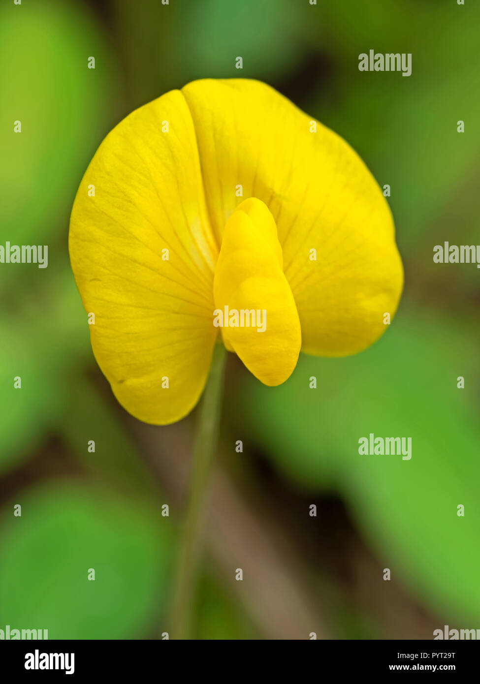 Macro Photography of Pinto Peanut or Arachis pintoi Isolated on Nature ...
