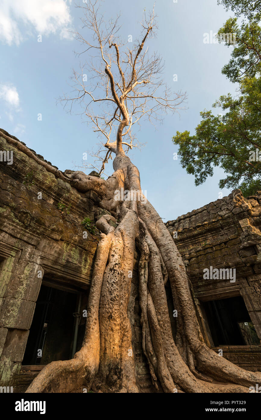 Spung tree hi-res stock photography and images - Alamy