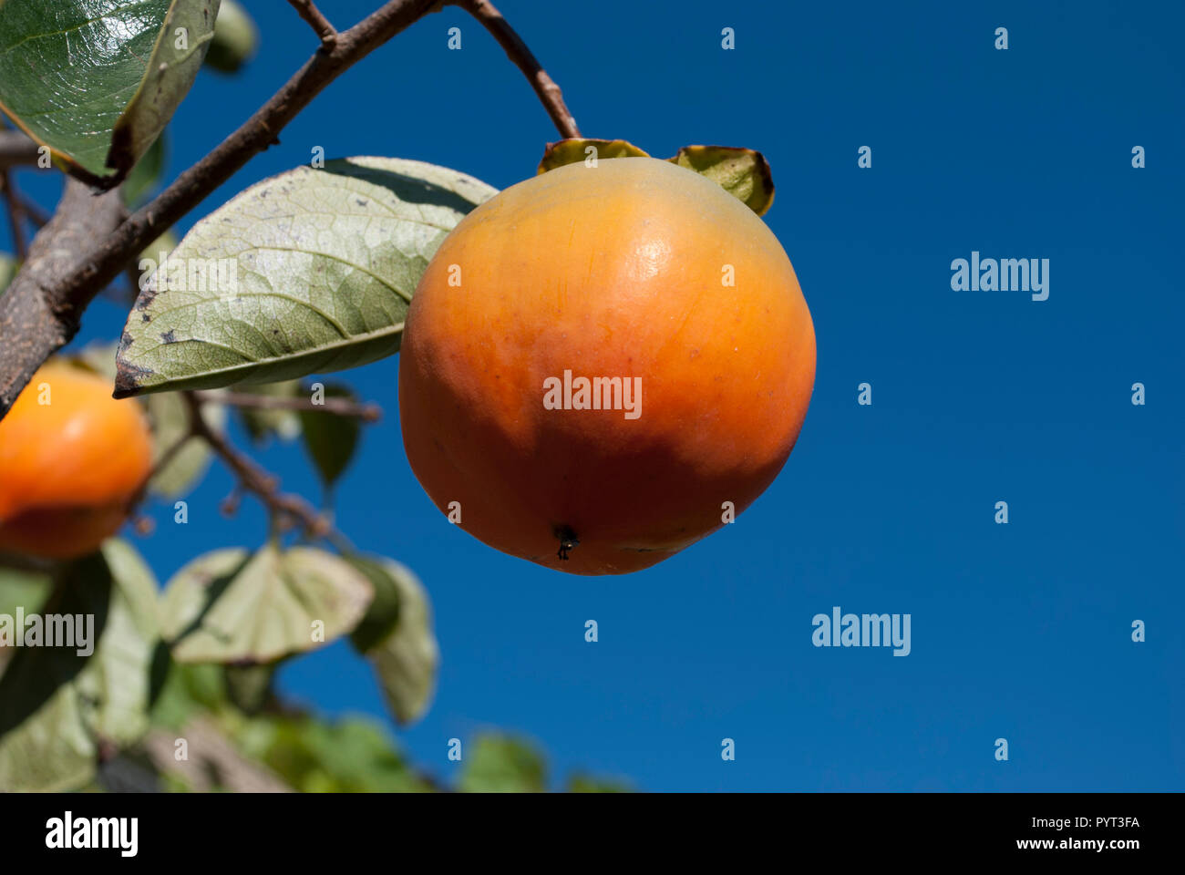 Persimmon on its tree close up. Fruit tree with blue sky on background ...