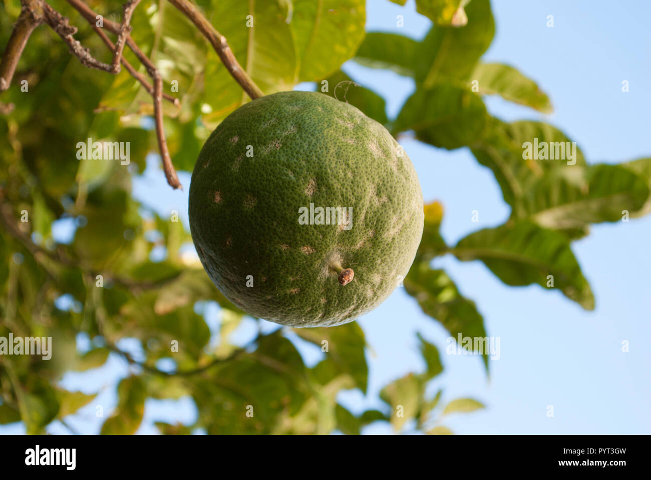Citron Tree Stock Photos & Citron Tree Stock Images - Alamy
