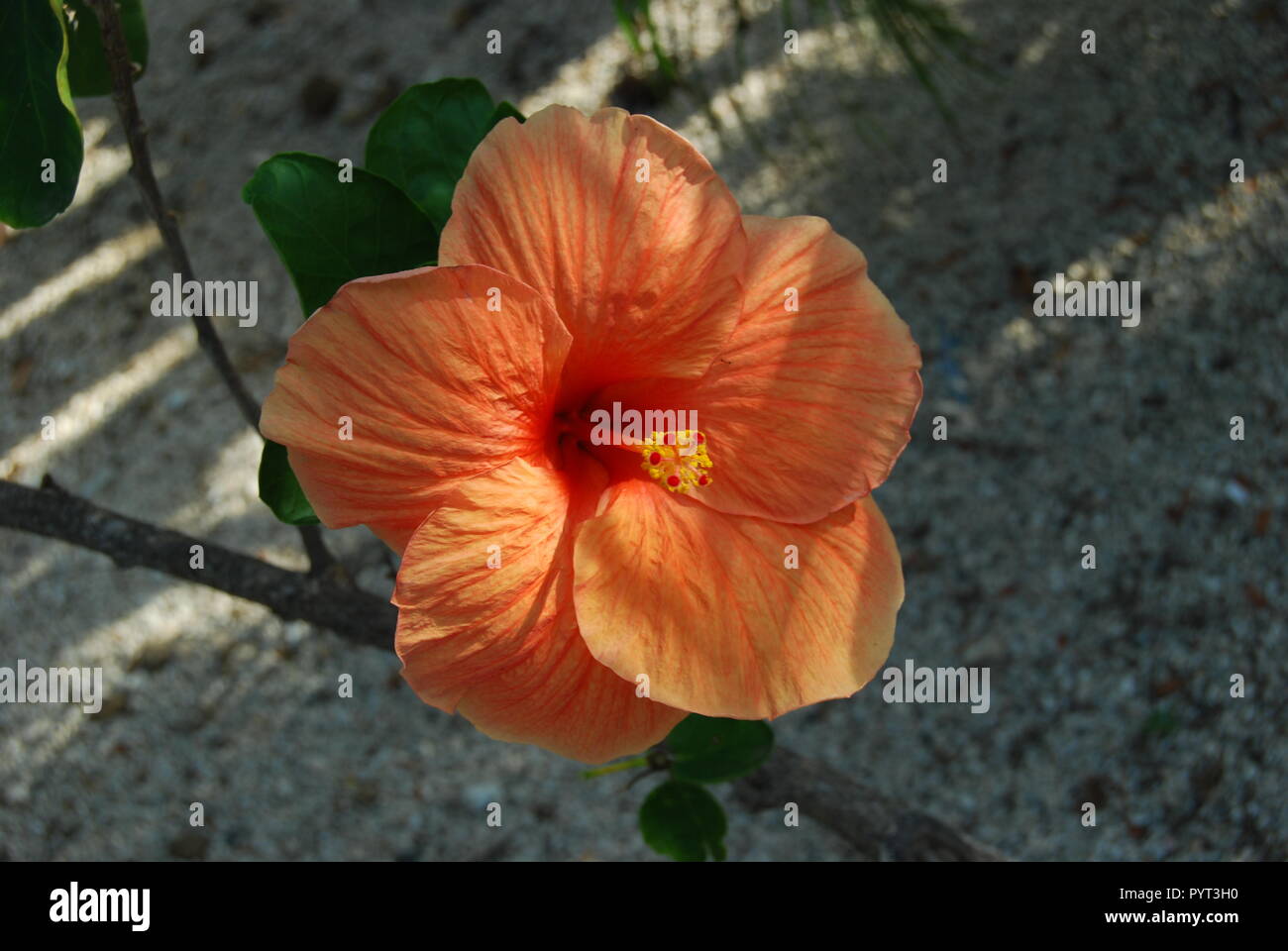 Hibiscus Flower in full bloom Stock Photo - Alamy