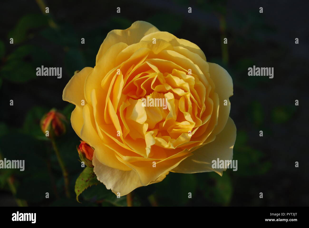 Graham thomas rose hi-res stock photography and images - Alamy