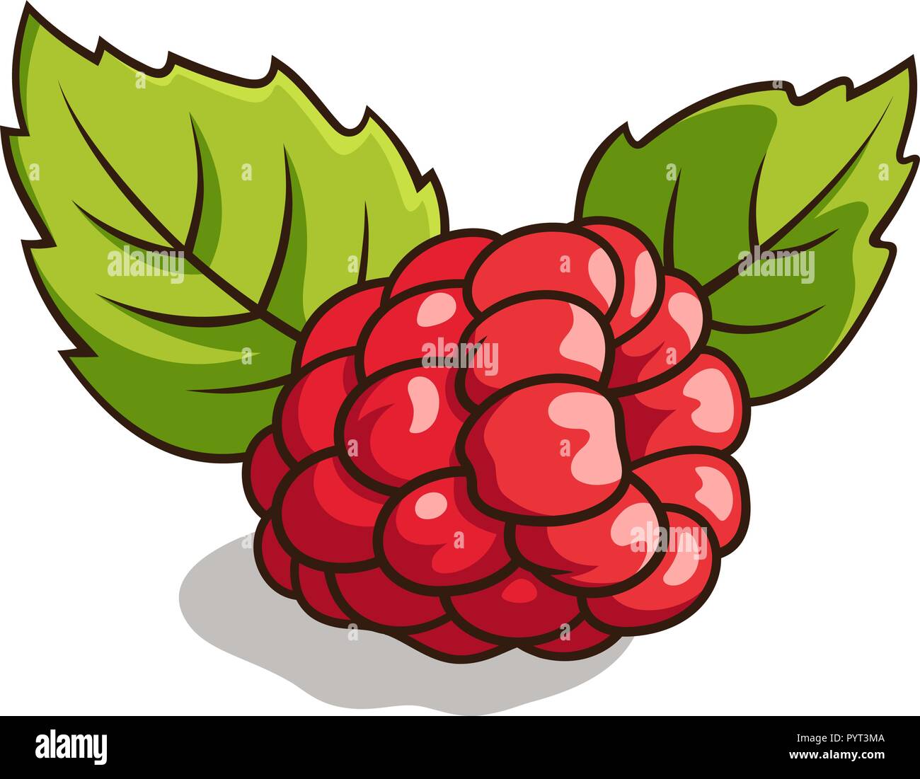 Vector illustration of fresh, ripe raspberry with green leaves isolated ...