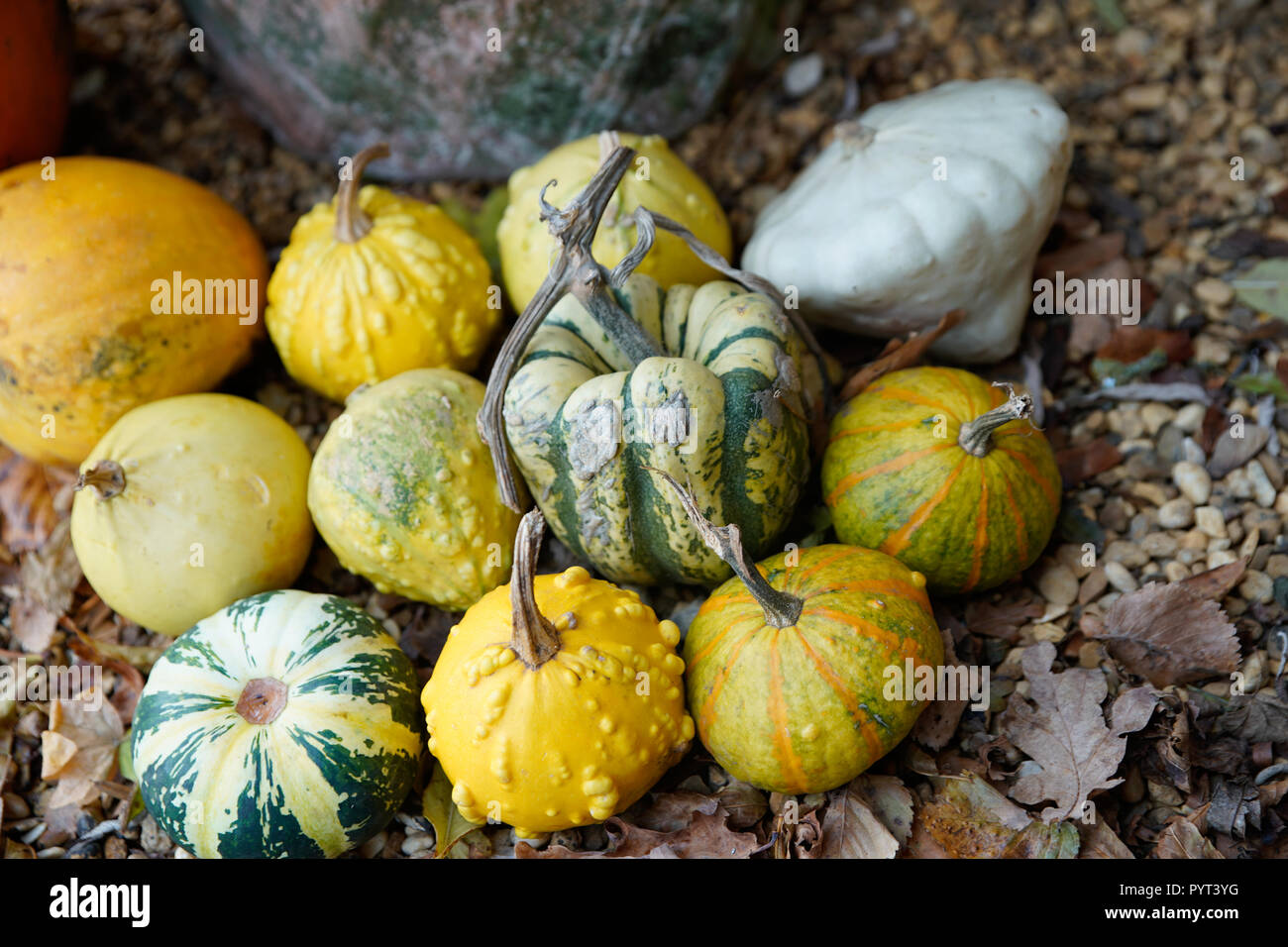 Mini squash hi-res stock photography and images - Alamy