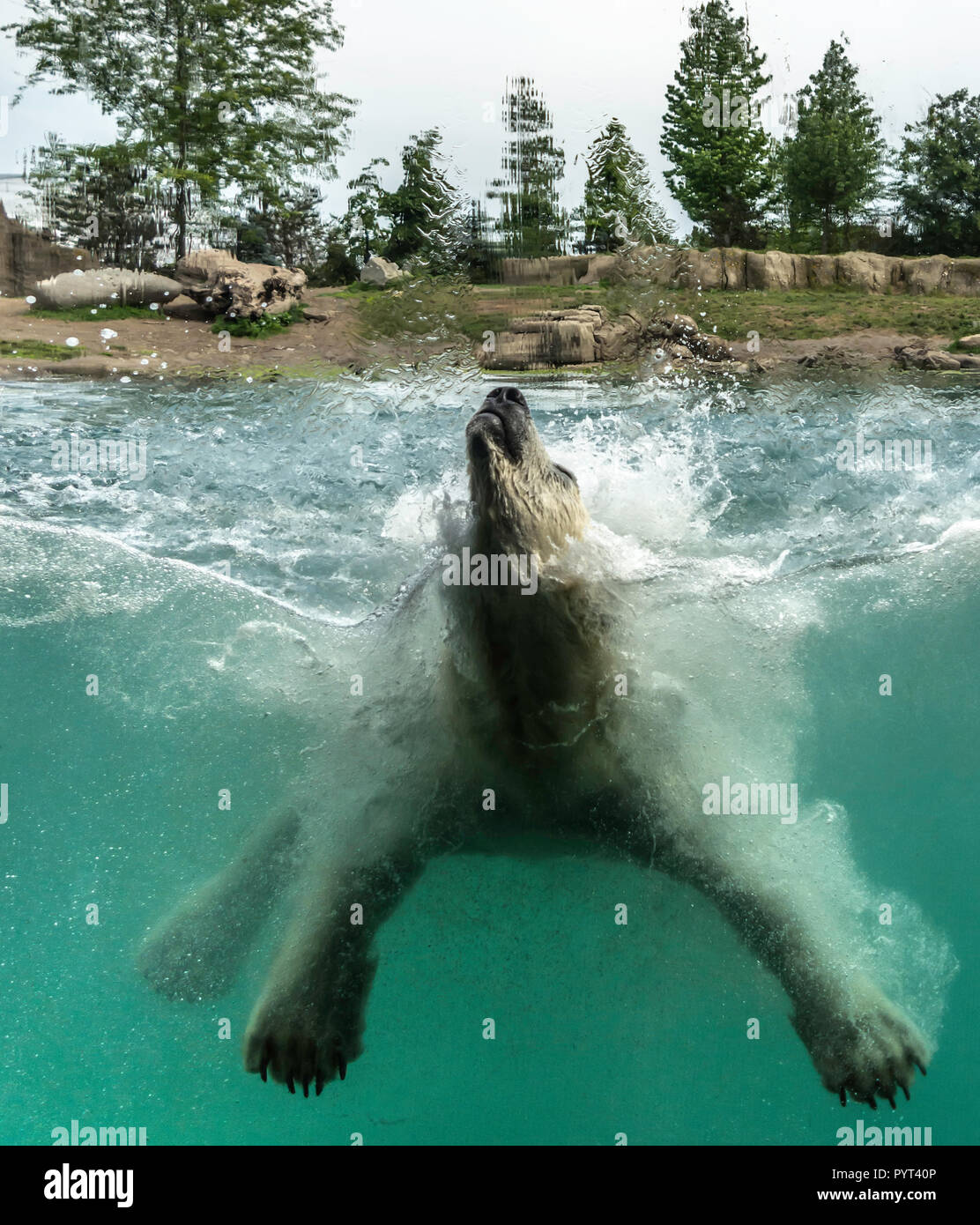 Polar bear (Ursus maritimus) playing - jumping in water. Polar bears ...