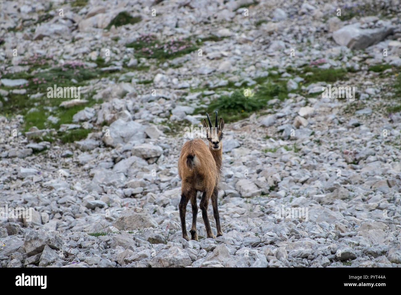 Towards camera watch hi-res stock photography and images - Alamy