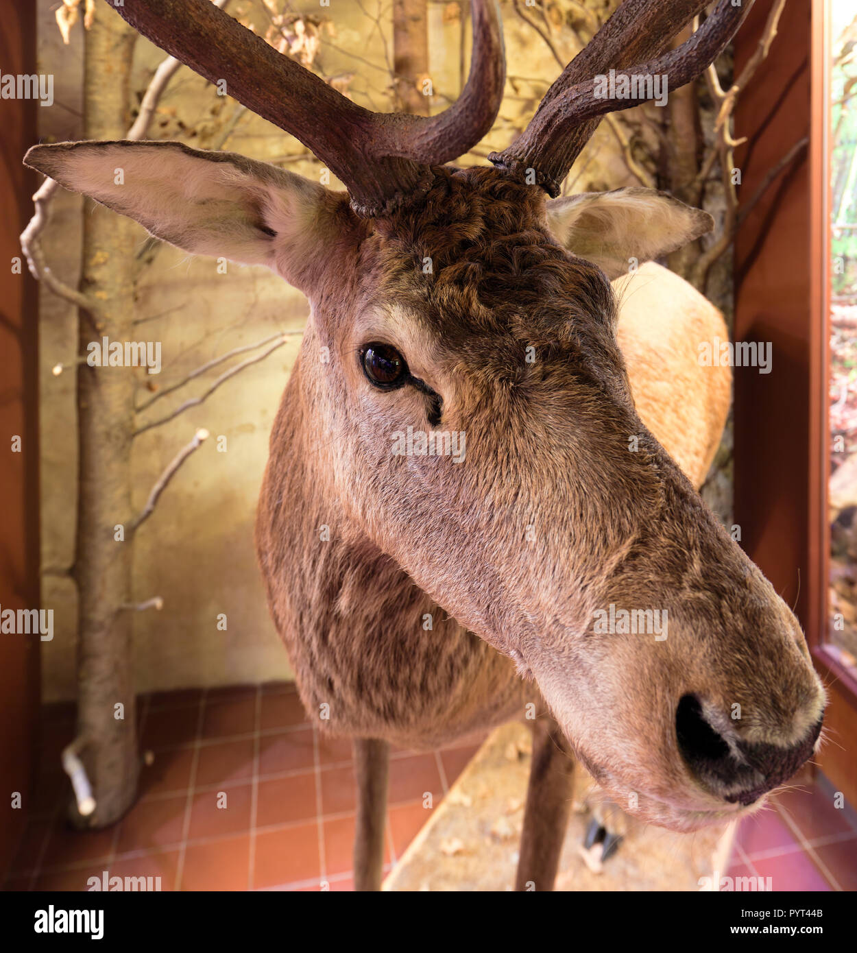A model deer inside Orava Castle, Slovakia Stock Photo - Alamy