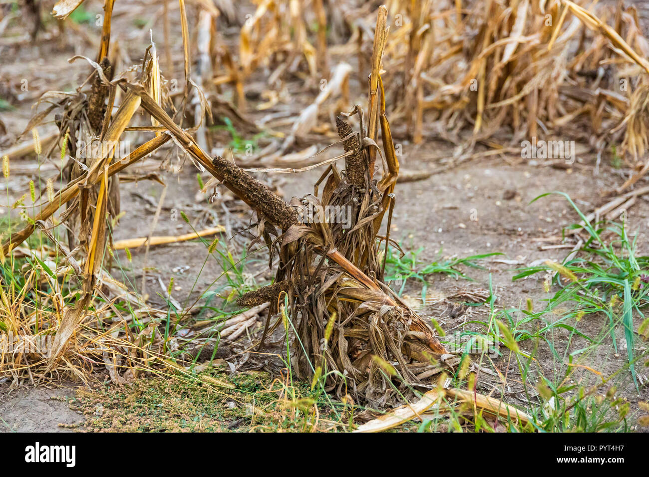 Several corn cobs hi-res stock photography and images - Alamy