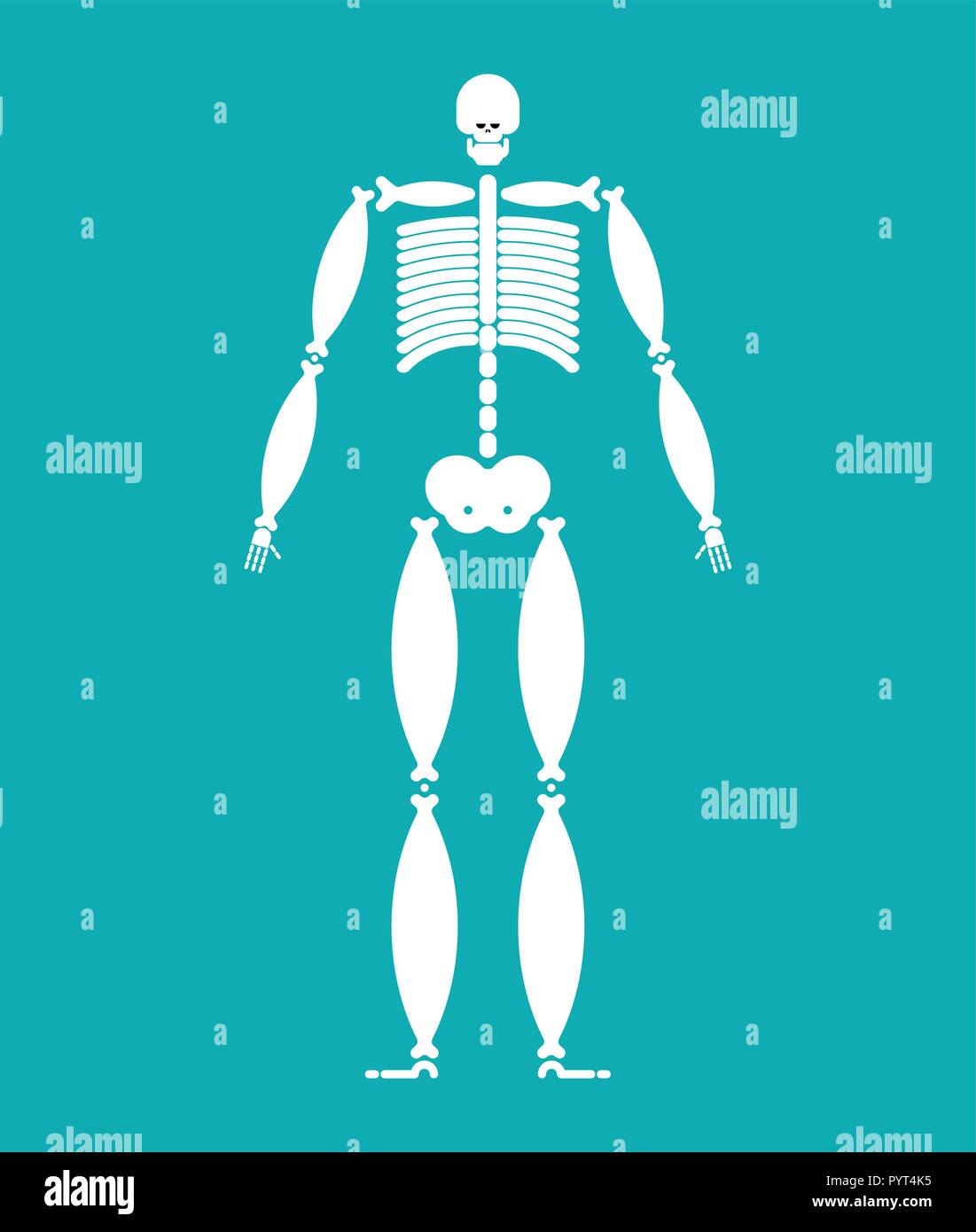 Fat skeleton hi-res stock photography and images - Alamy