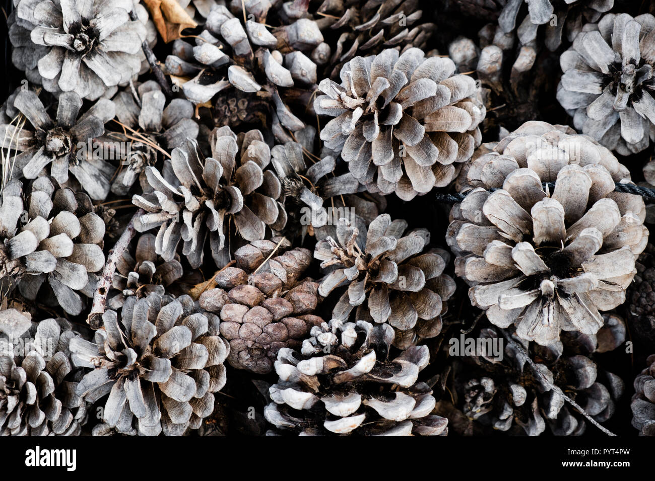 Dried pine cones hi-res stock photography and images - Alamy