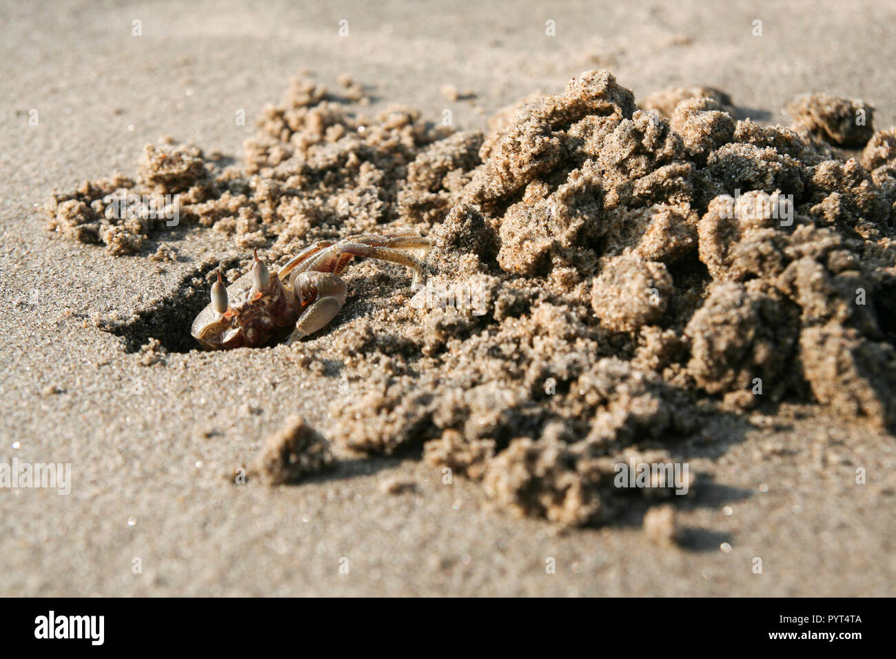 Crab digging hole in sand at beach Stock Photo - Alamy