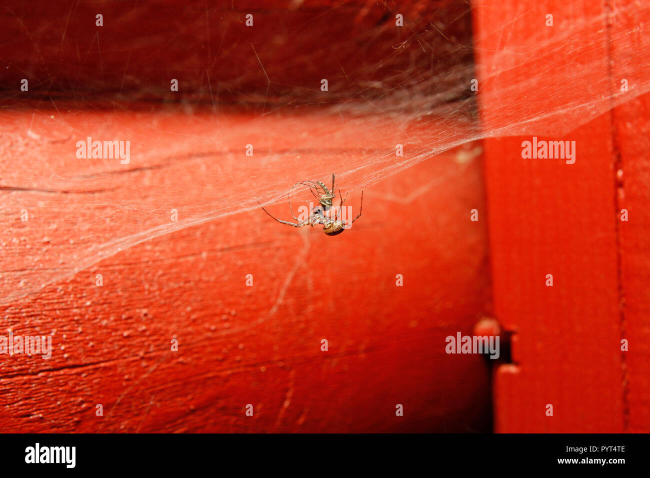 Spider in web with catch Stock Photo - Alamy