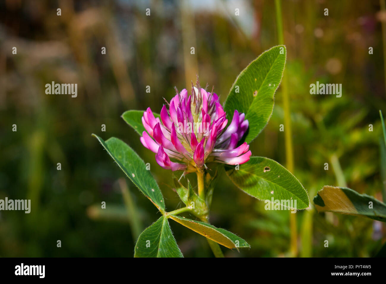 Clover flower at meadow Stock Photo - Alamy