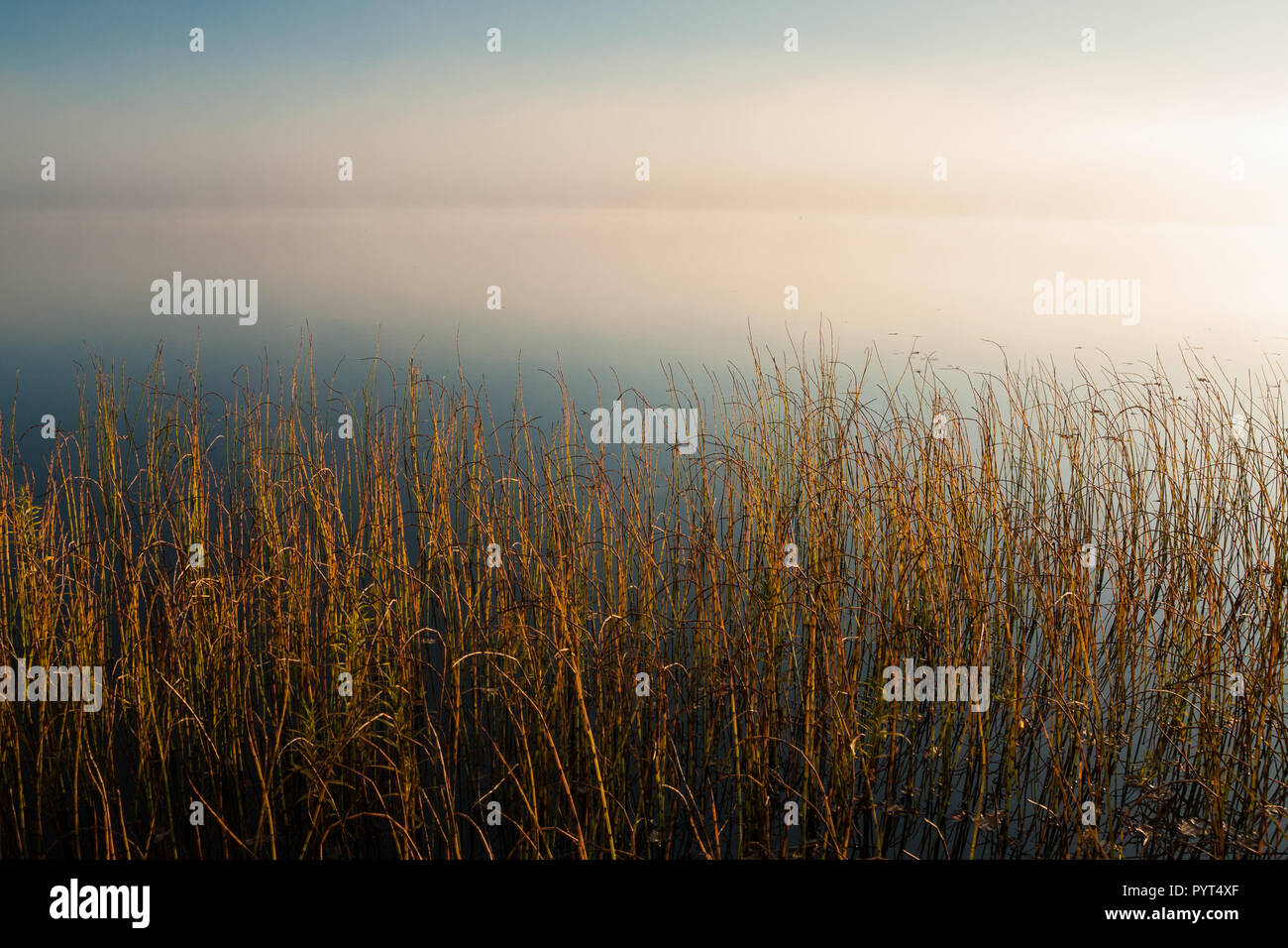 Lake reeds hi-res stock photography and images - Alamy