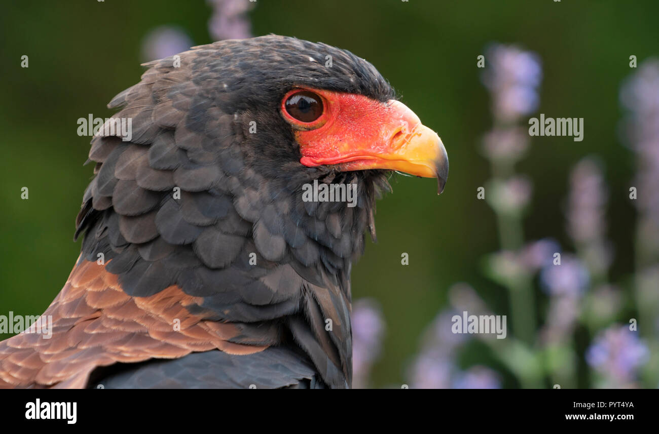Great zimbabwe bird hi-res stock photography and images - Alamy
