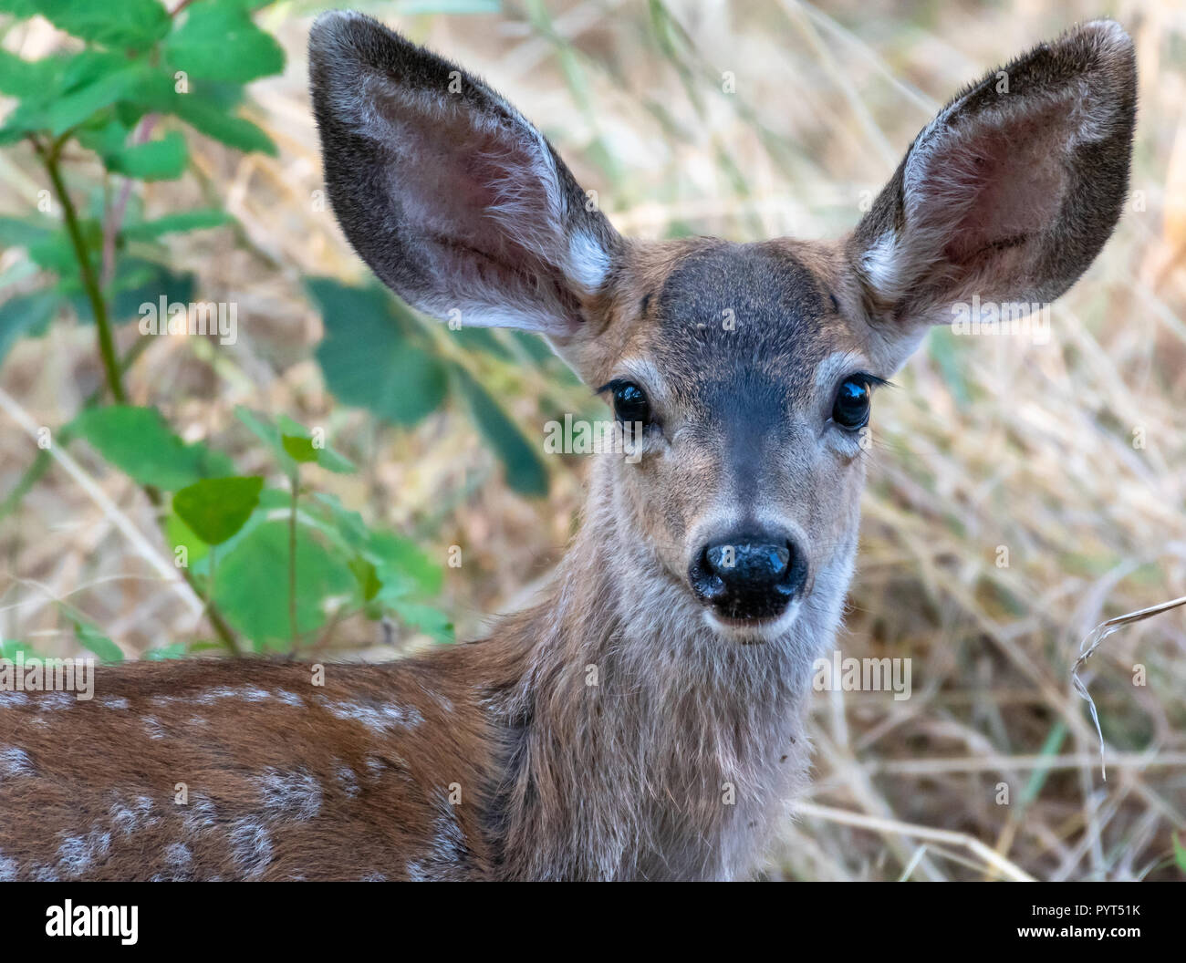 Doe eyes hi-res stock photography and images - Alamy