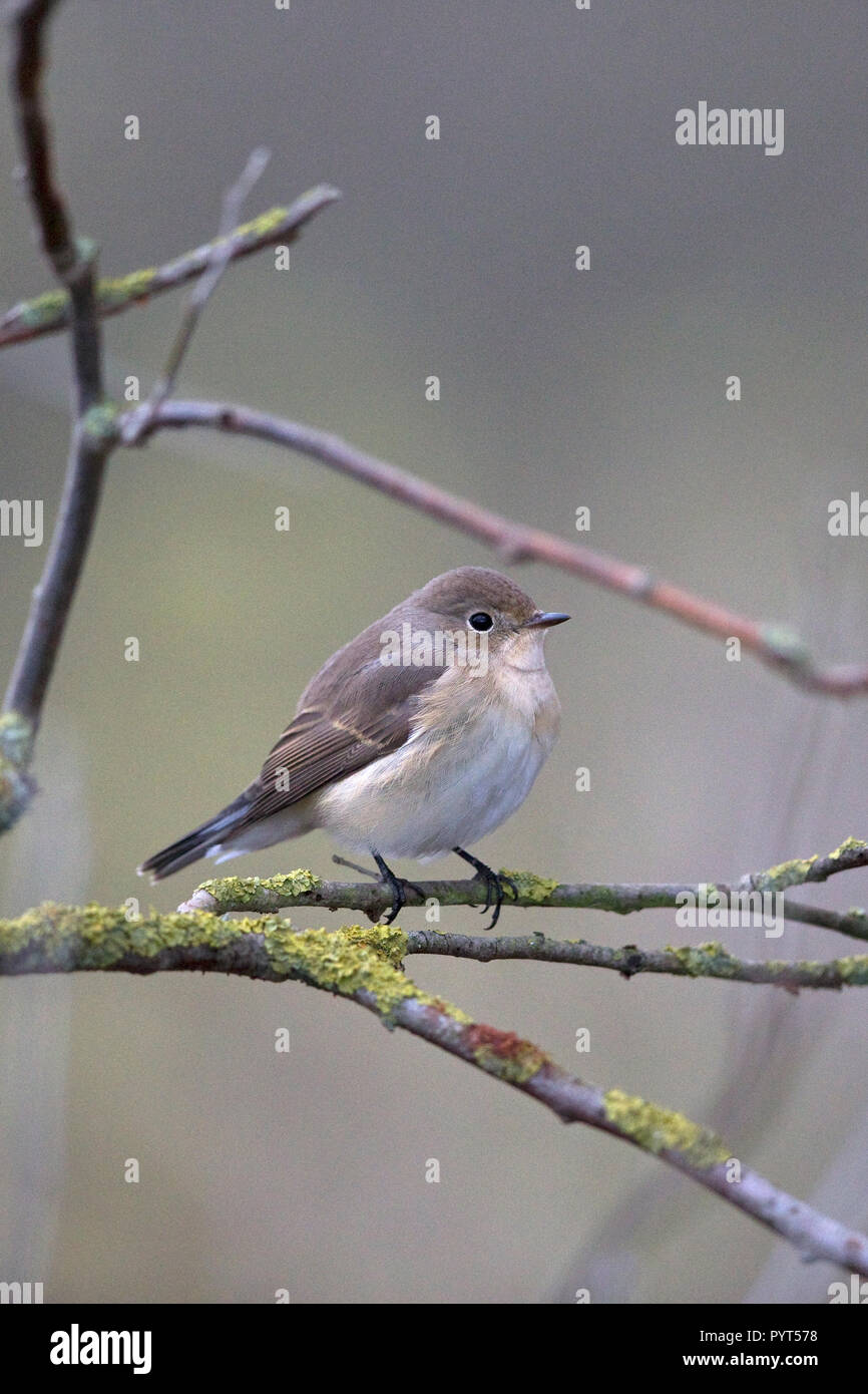Red-breasted Flycatcher (Ficedula parva Stock Photo - Alamy