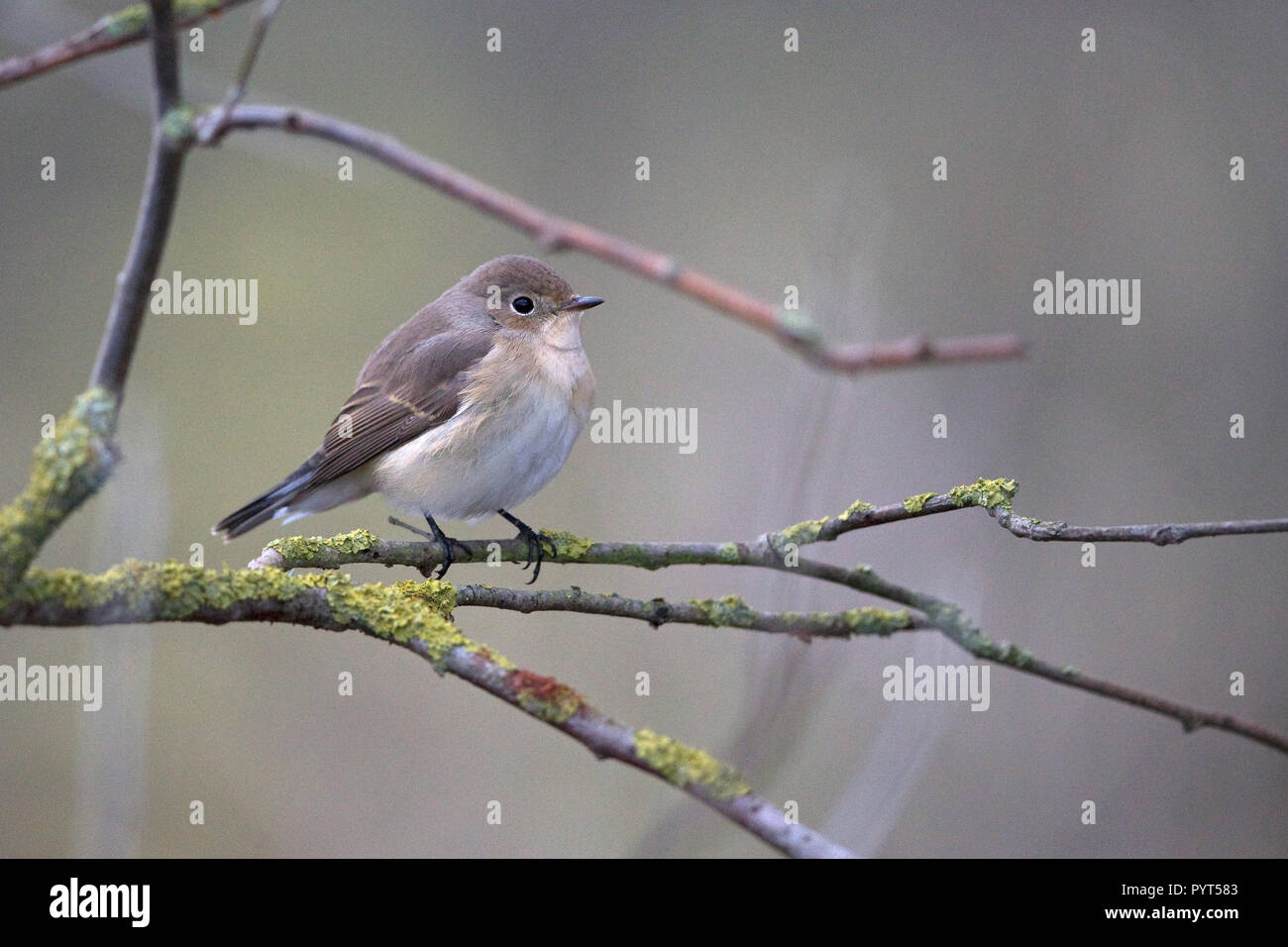 Red-breasted Flycatcher (Ficedula parva Stock Photo - Alamy