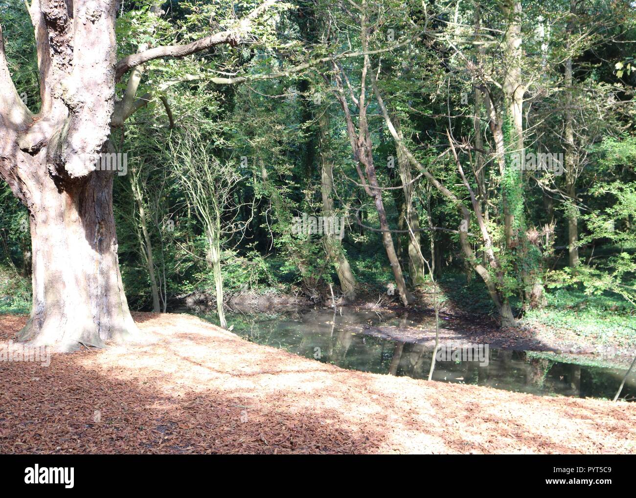 Mote Park , Maidstone , Kent Stock Photo - Alamy