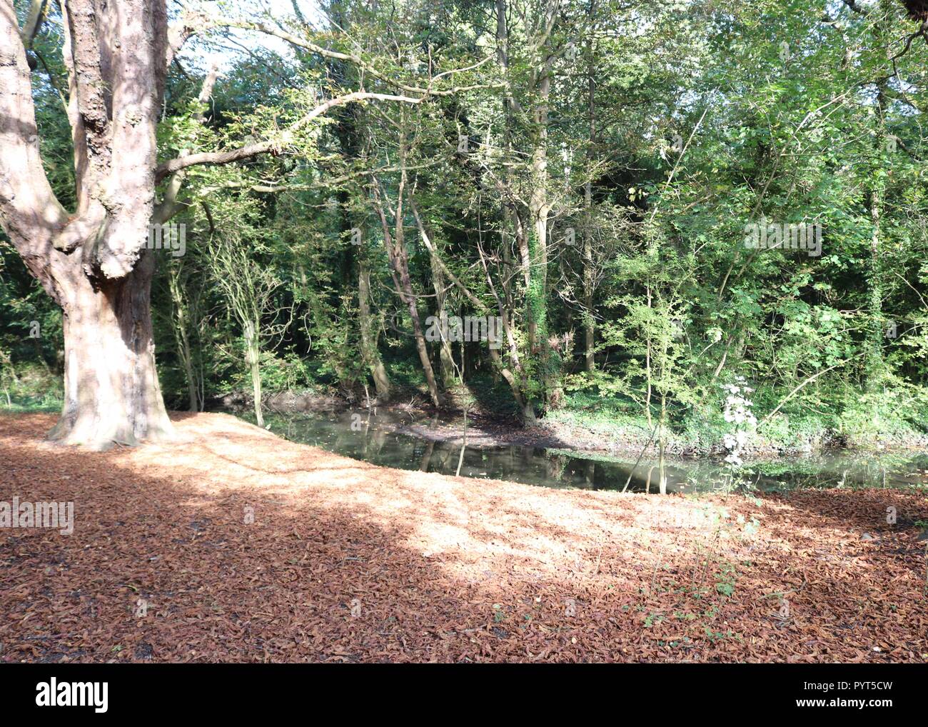 Mote Park , Maidstone , Kent Stock Photo - Alamy