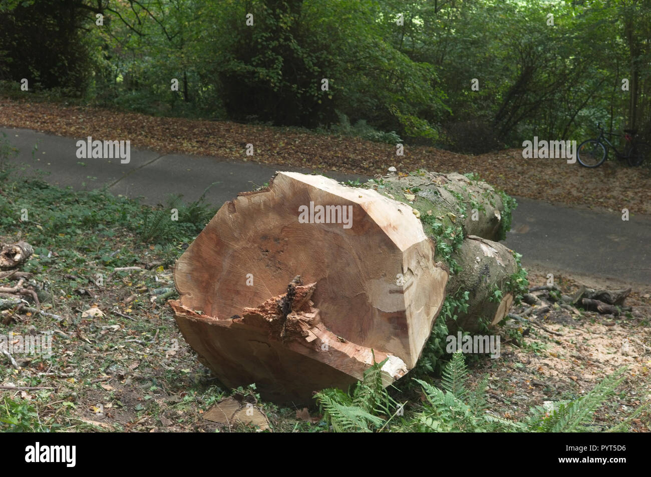 Rotten cut down tree hi-res stock photography and images - Alamy