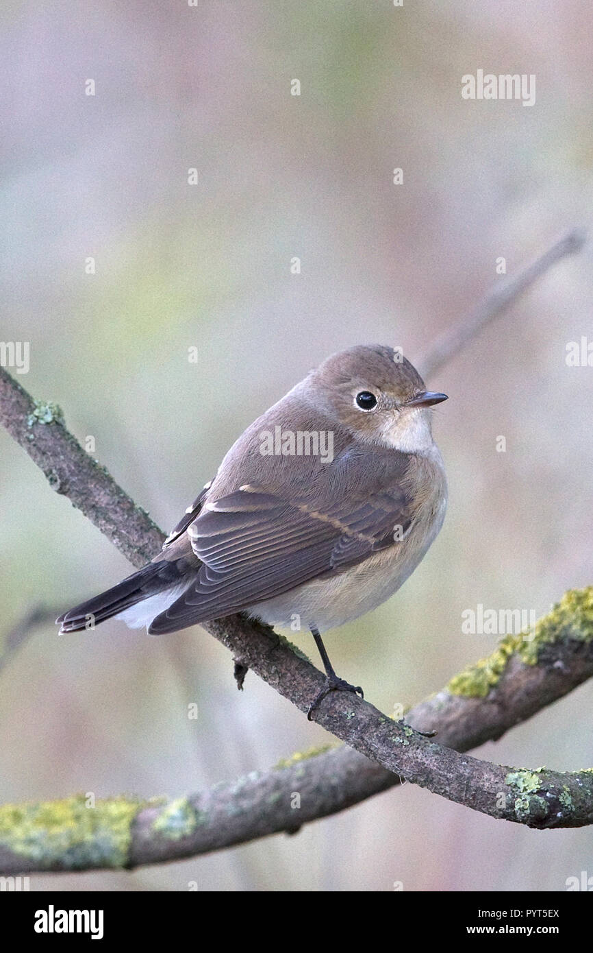 Red-breasted Flycatcher (Ficedula parva Stock Photo - Alamy