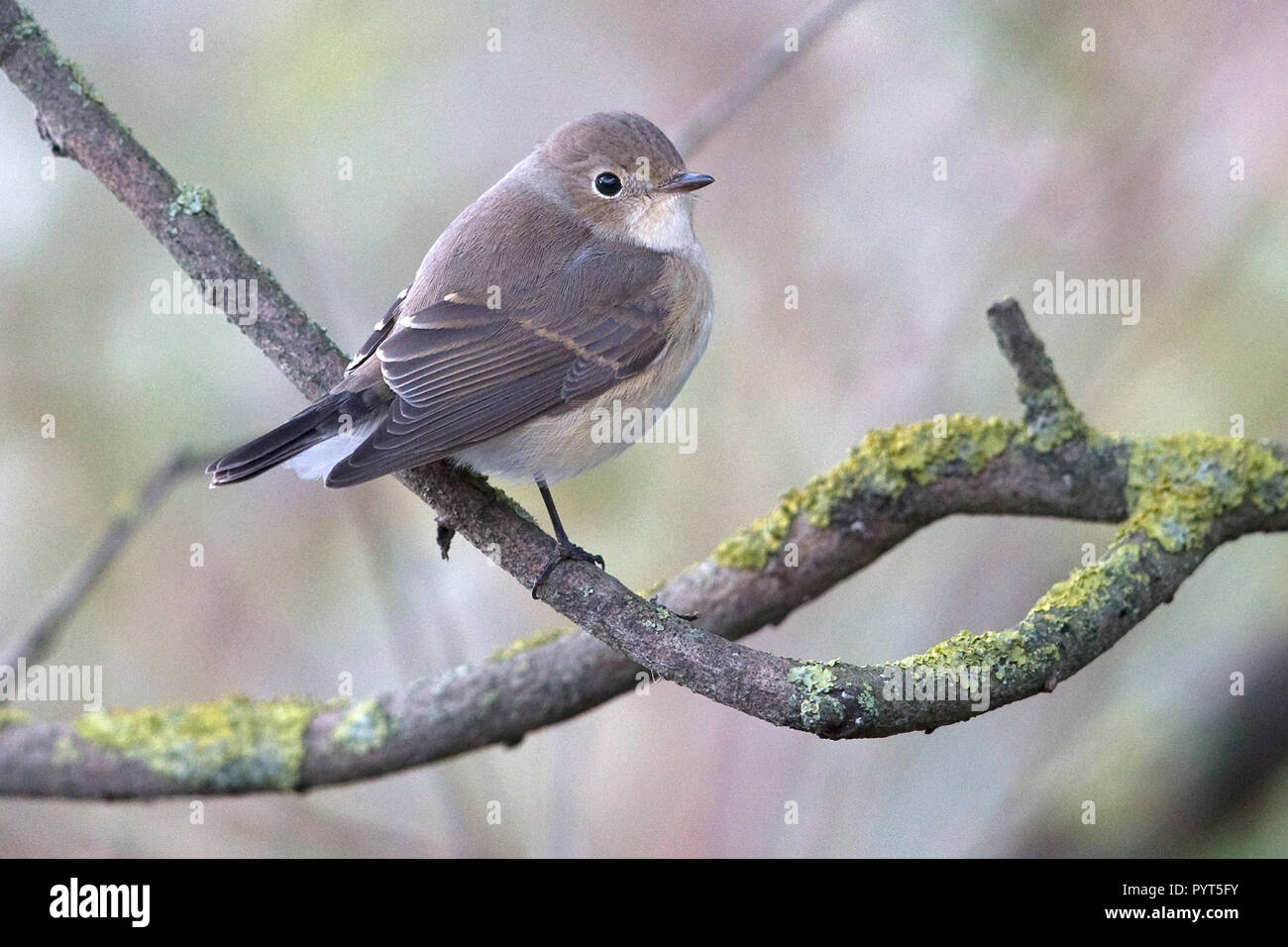 Red Throated Flycatcher