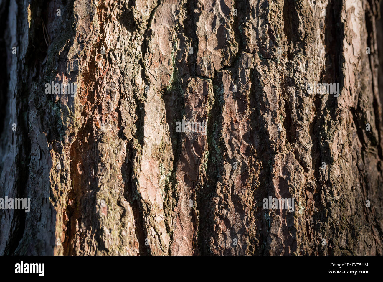 Textured tree bark in sunshine Stock Photo - Alamy