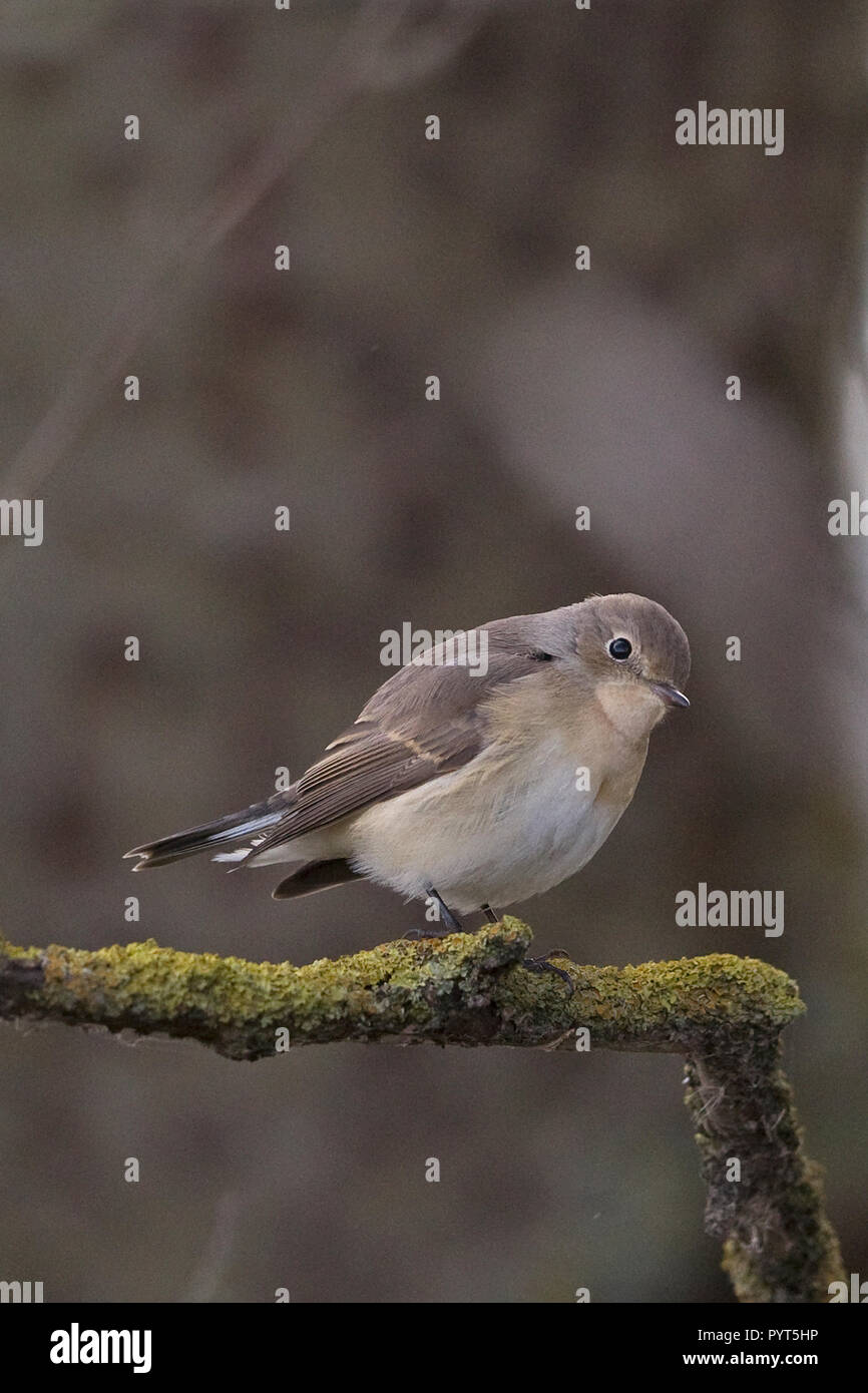 Red-breasted Flycatcher (Ficedula parva Stock Photo - Alamy