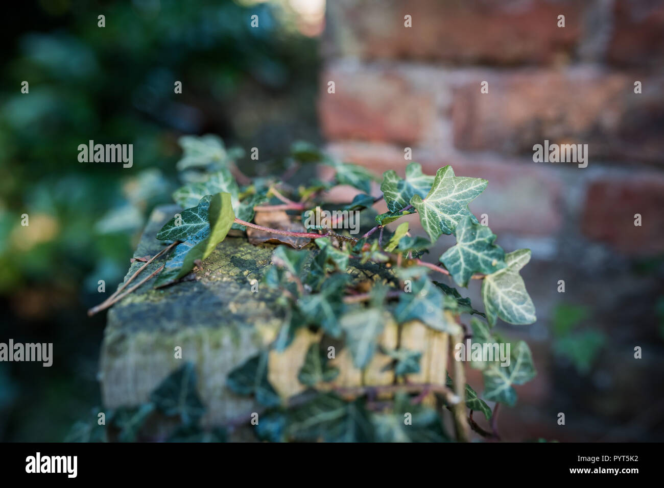 Close on greenery ivy hi-res stock photography and images - Alamy