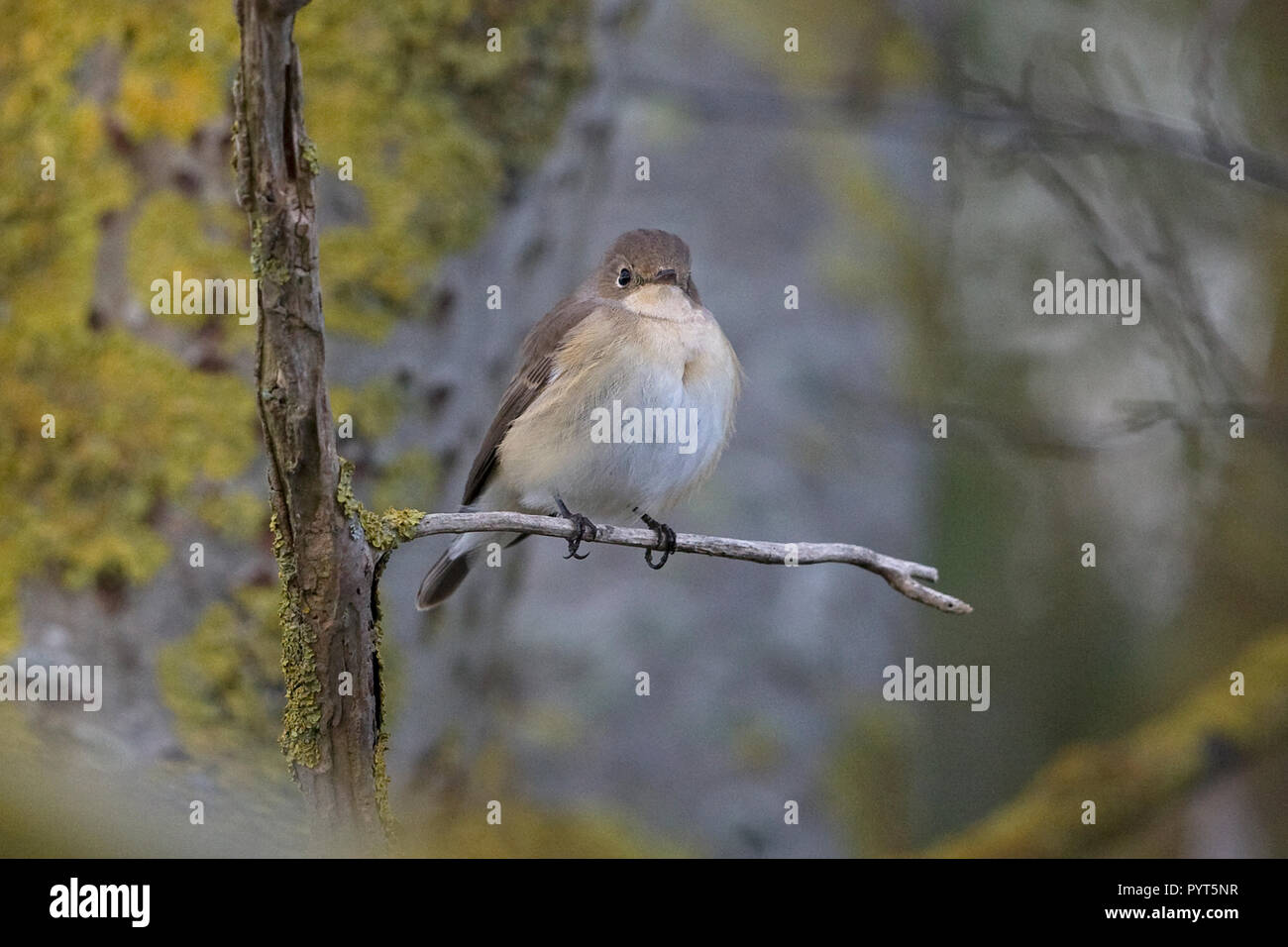 Red-breasted Flycatcher (Ficedula parva Stock Photo - Alamy
